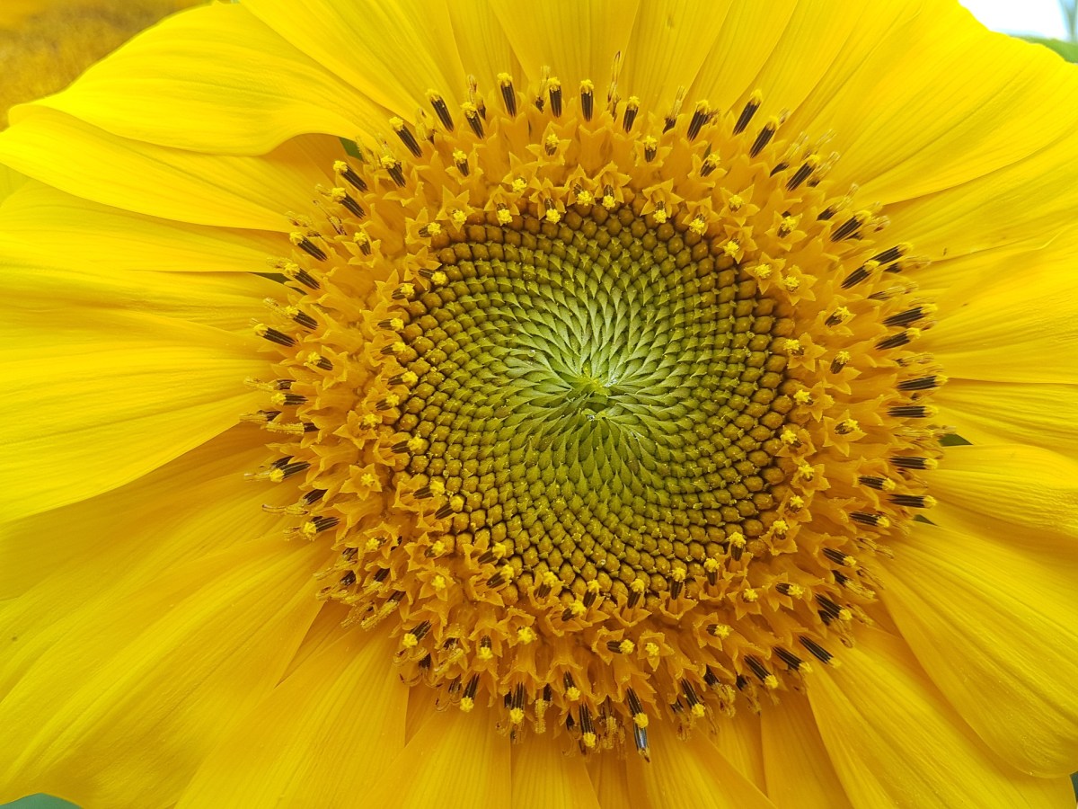 Patterns in Nature: The Fibonacci Sequence – The Apples in My Orchard