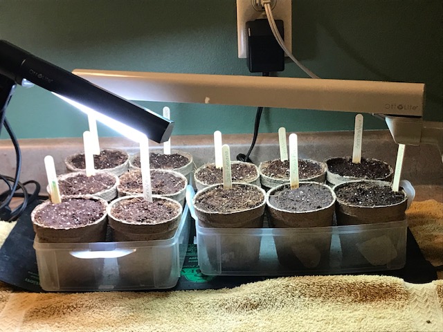 Equation Poems – The Apples in My Orchard