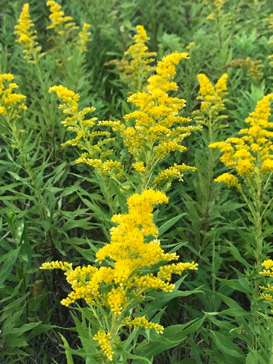 Poetry Friday: Goldenrod Prairie Walk – The Apples in My Orchard