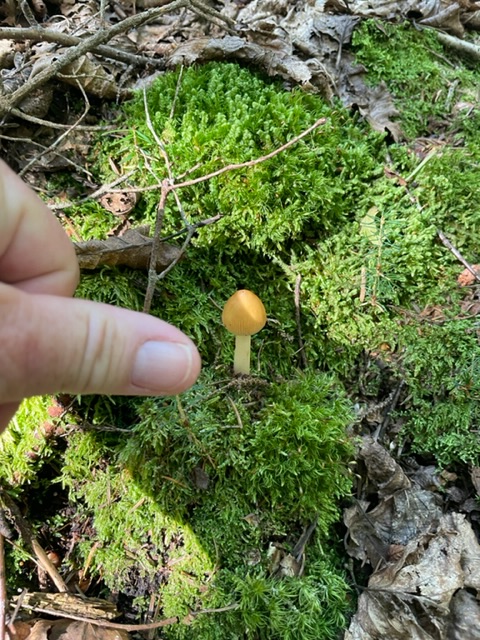 Poetry Friday: The Haibun Form and Inspiration – The Apples in My Orchard